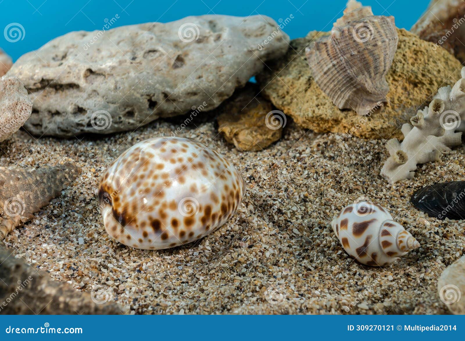 Tiger Cowrie Shell on the Sand Underwater Stock Image - Image of shot ...
