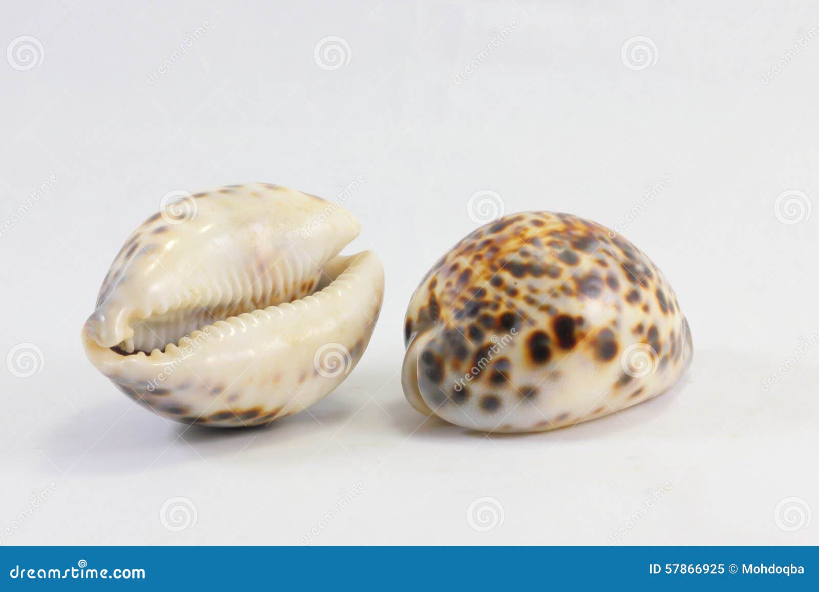 Tiger Cowry stock image. Image of tiger, marine, shells - 57866925