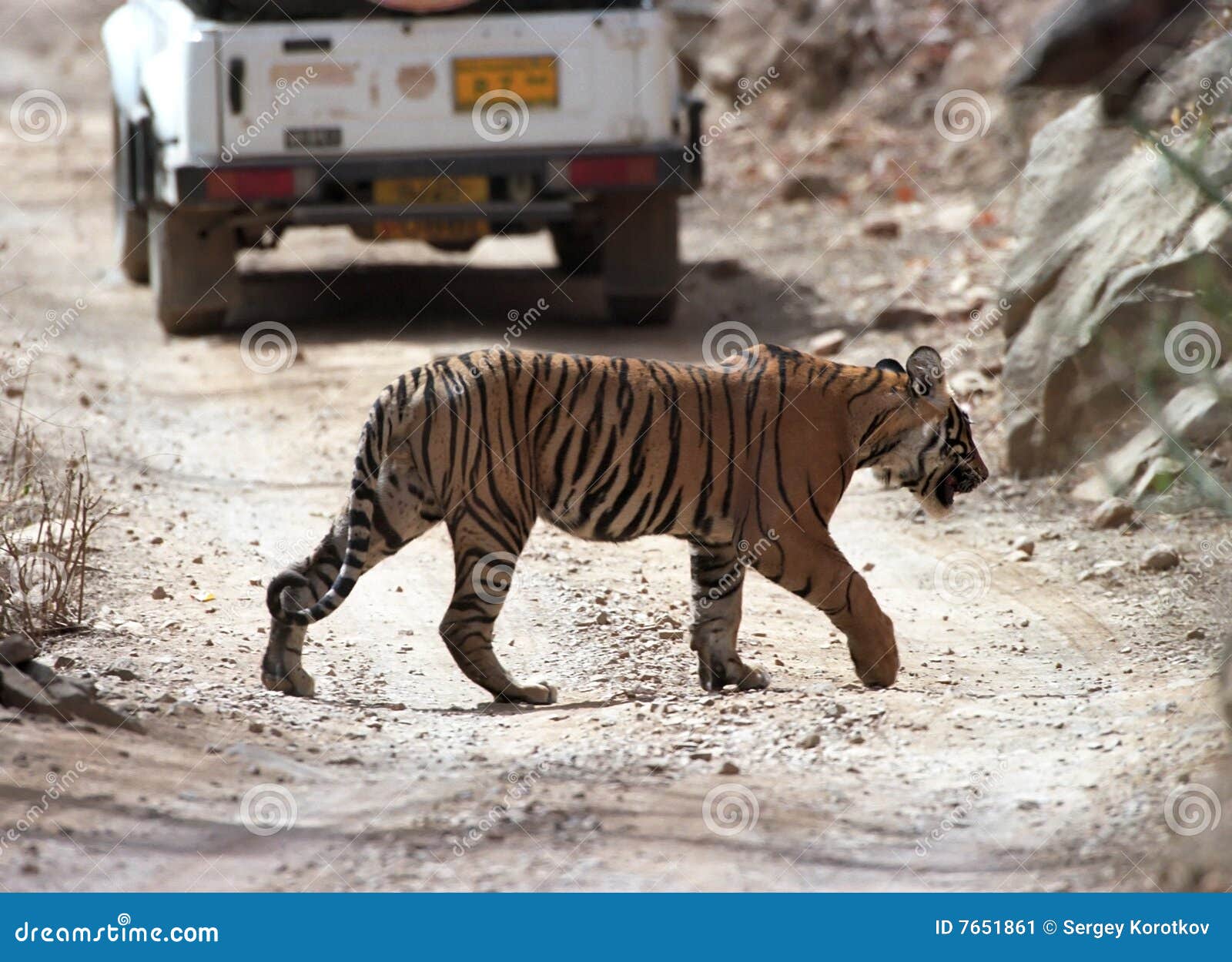 Tiger cross the road stock image. Image of looking, indian - 7651861