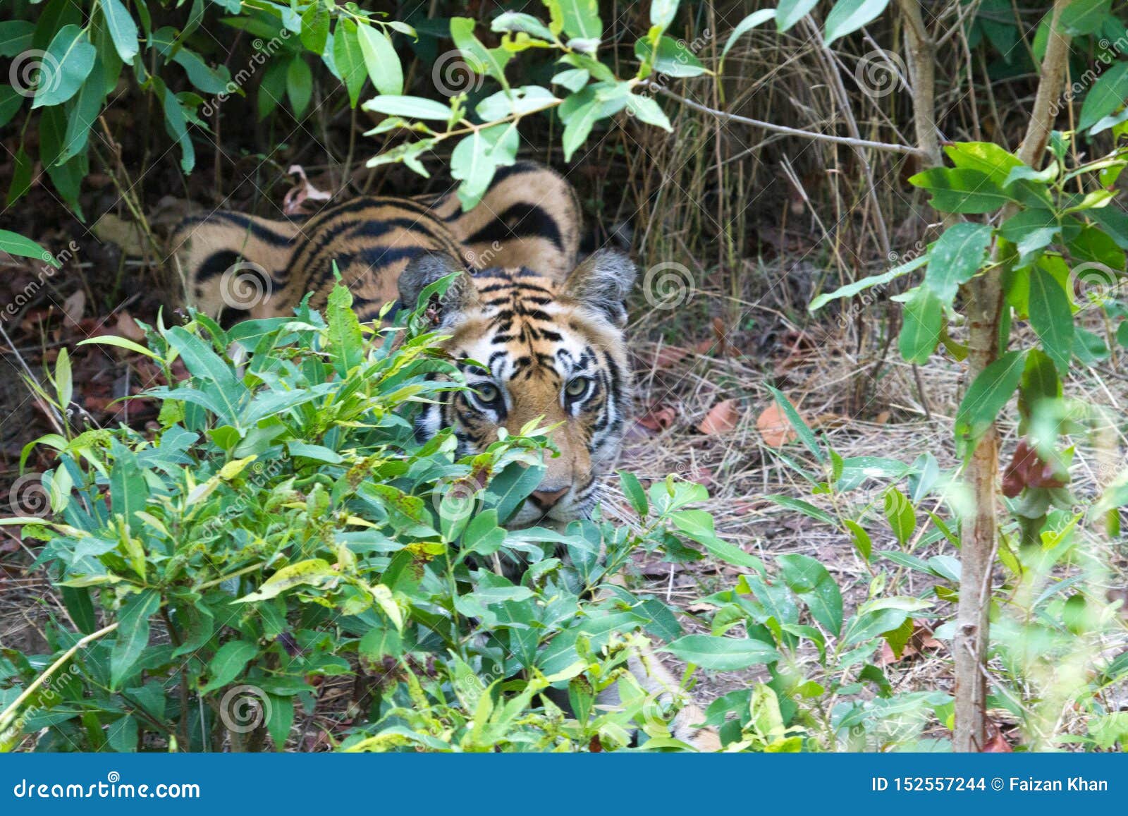 Tiger Crouching and Hiding for Hunting Stock Photo - Image of tiger ...
