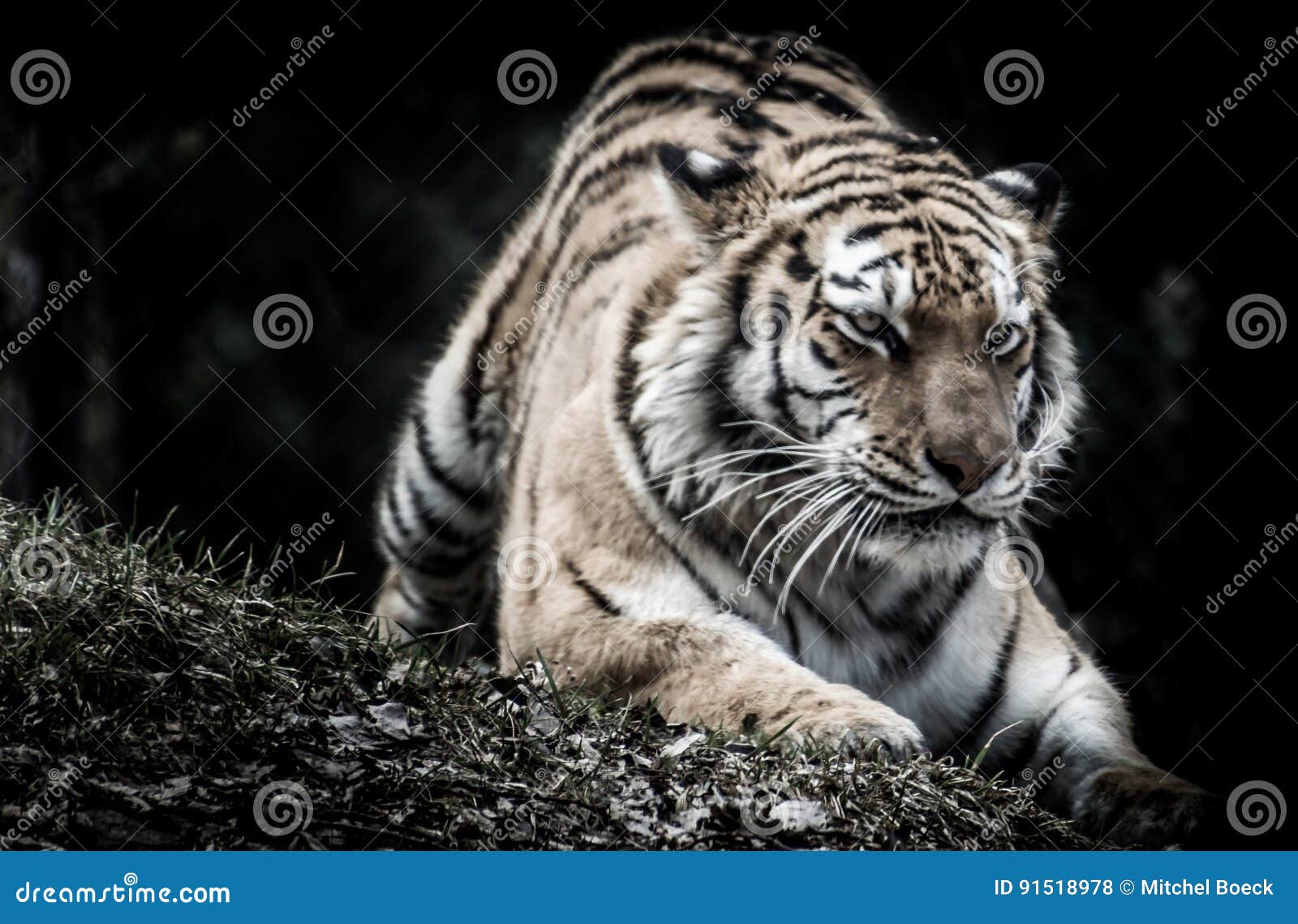 Tiger stock photo. Image of ready, tiger, pounce, wild - 91518978