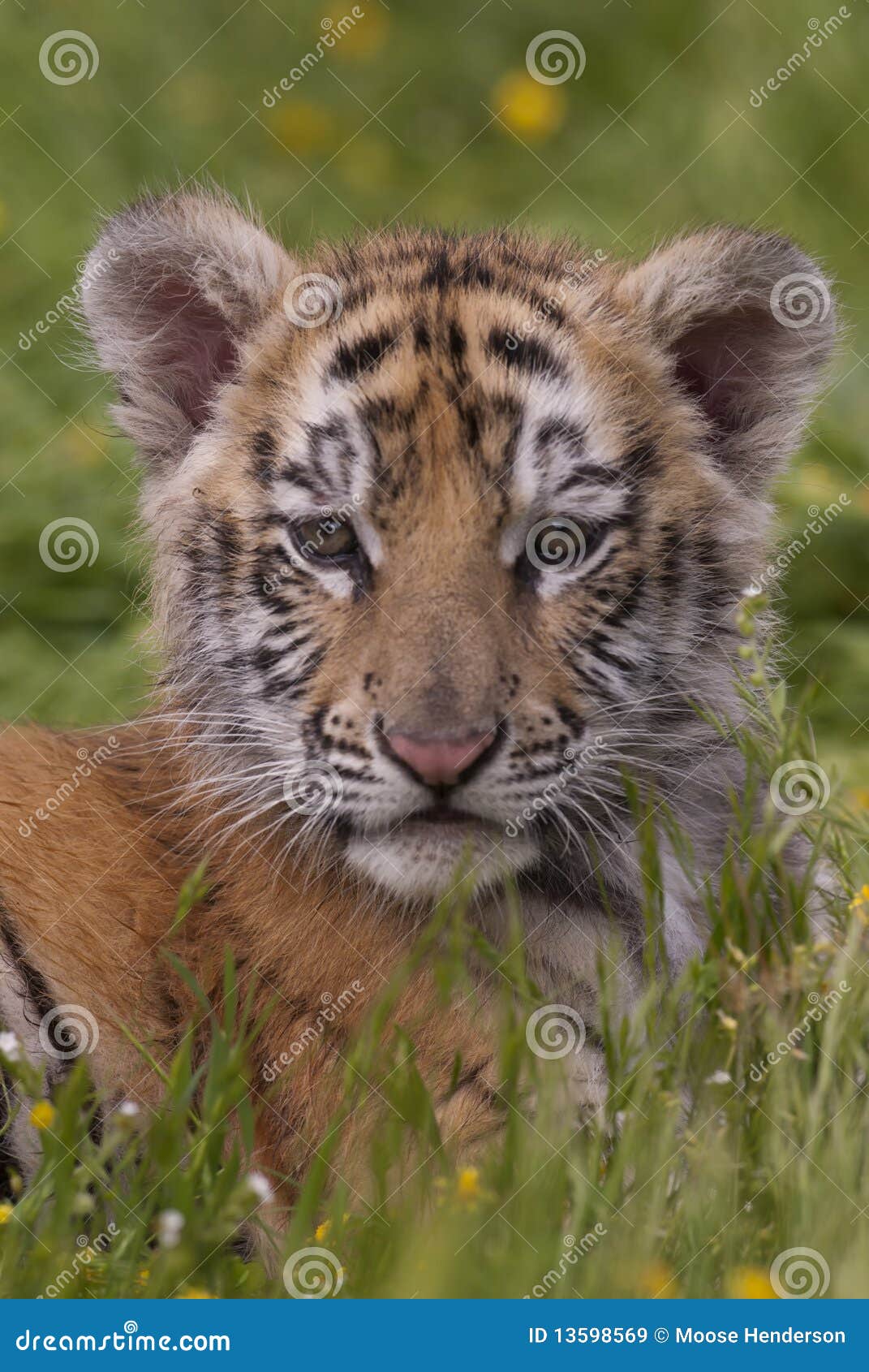 Tiger Cub stock image. Image of tiger, zoology, wildlife - 13598569