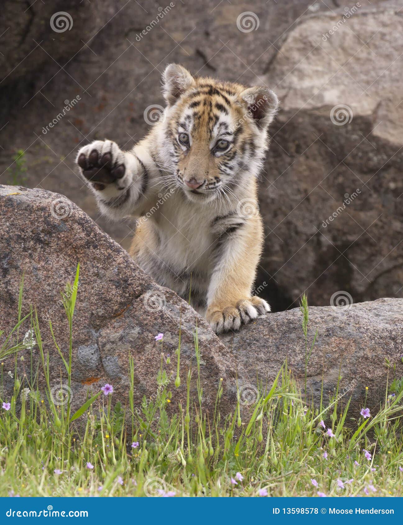 Tiger Cub stock photo. Image of panthera, creature, beasts - 13598578