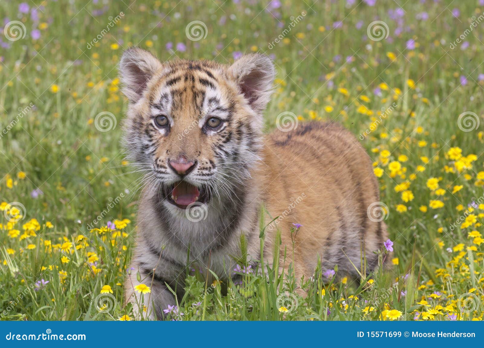 Tiger Cub stock image. Image of flowers, green, beasts - 15571699