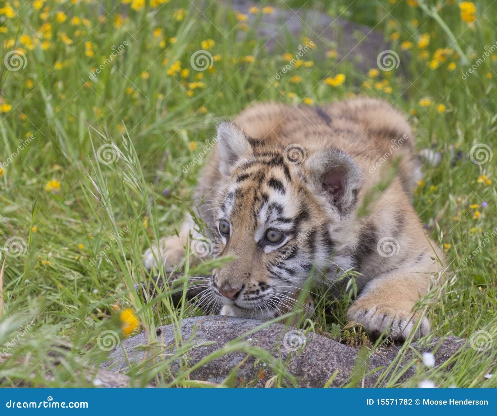 Tiger Cub stock photo. Image of zoology, tiger, cats - 15571782