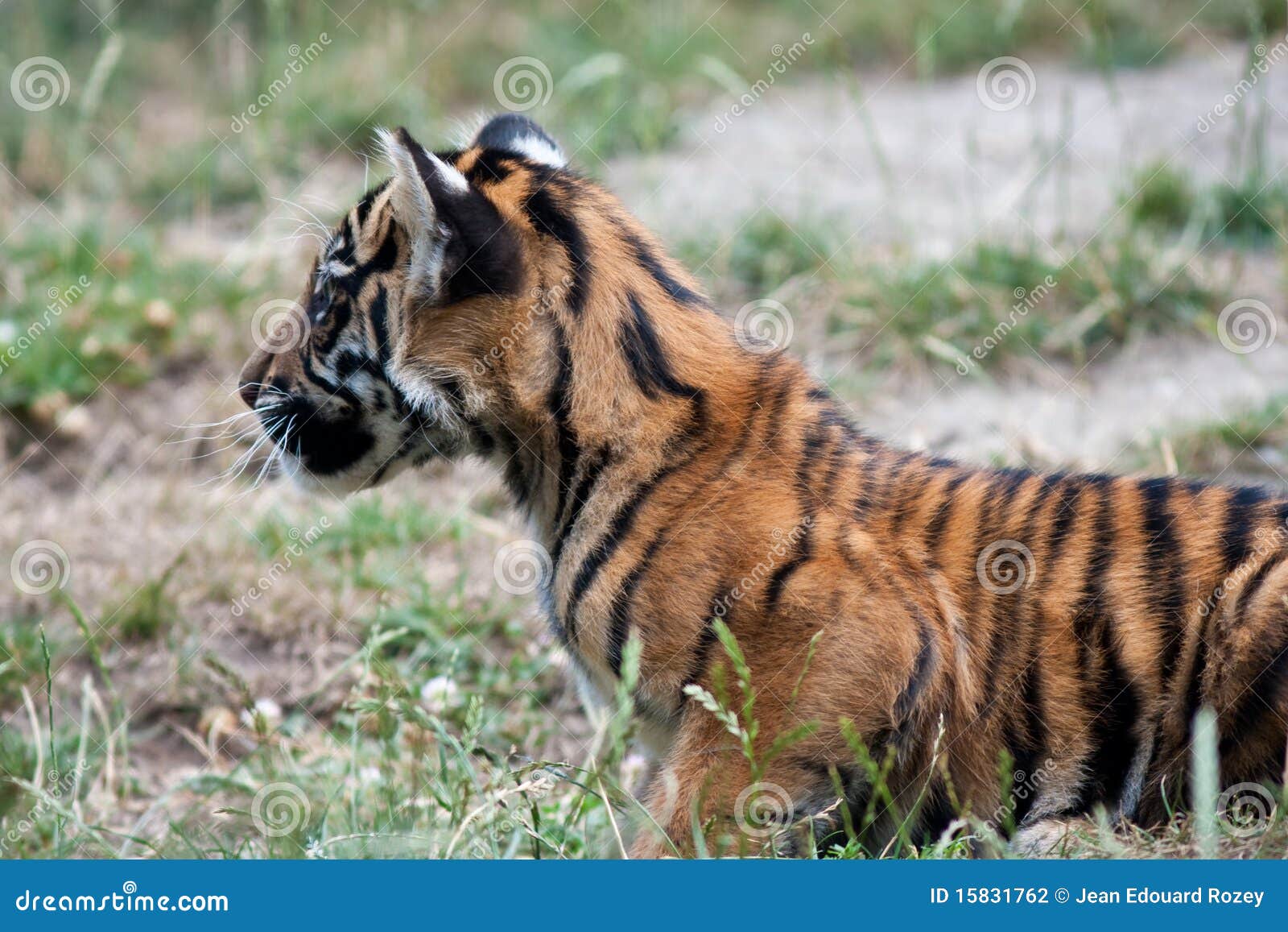 Tiger Cub stock photo. Image of playful, still, wild - 15831762
