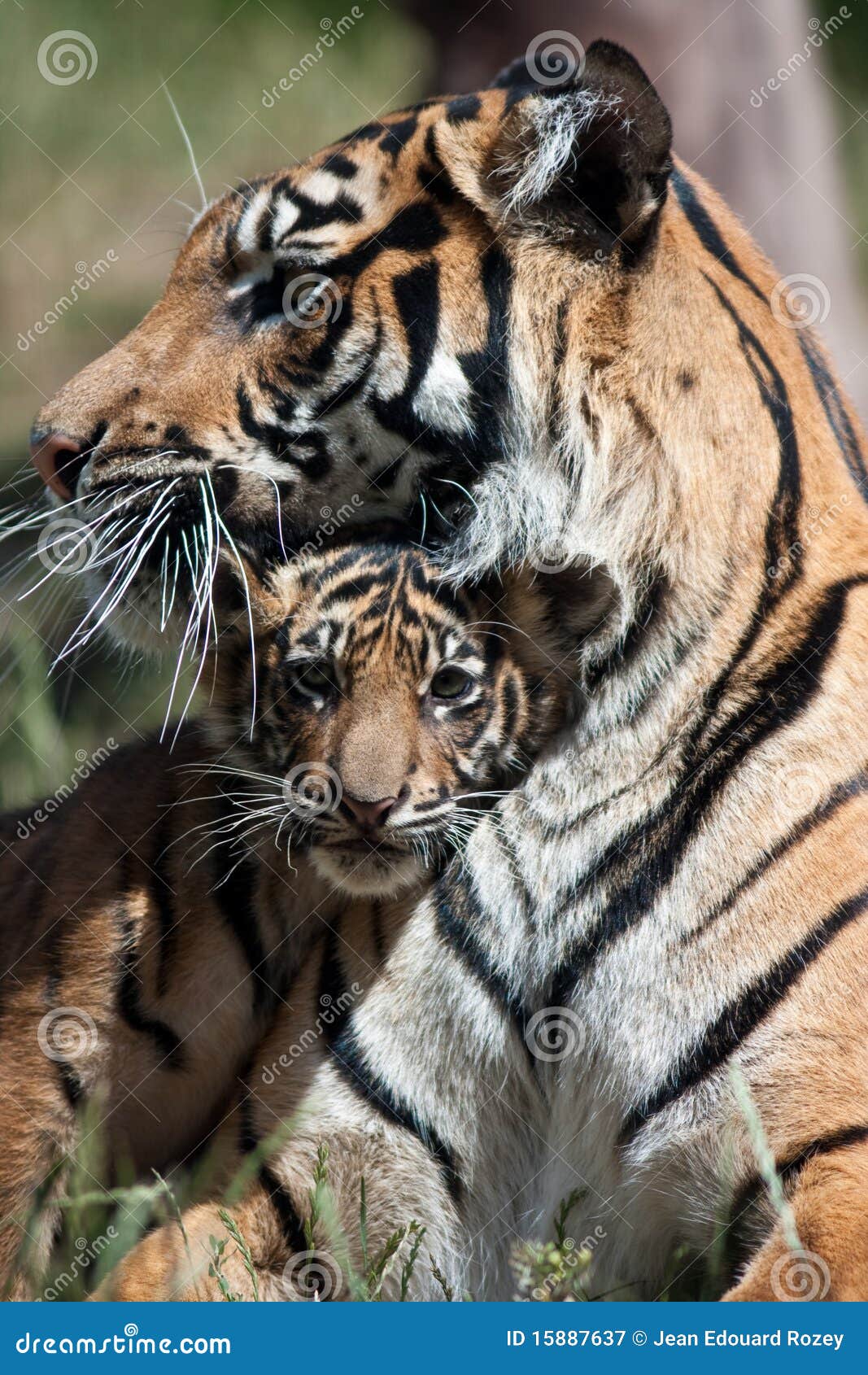 Tiger Cub stock image. Image of solitary, mammal, sumatran - 15887637