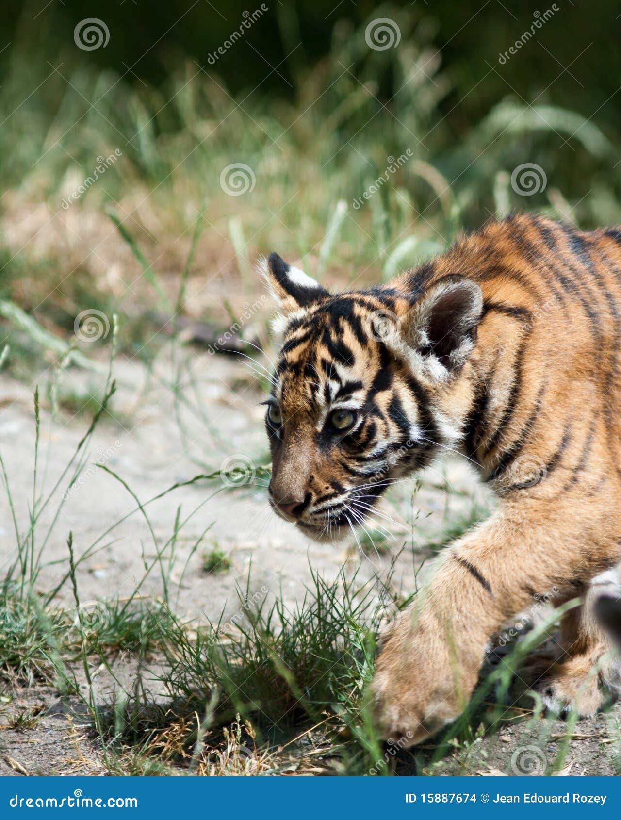 Tiger Cub stock photo. Image of still, solitary, stripe - 15887674