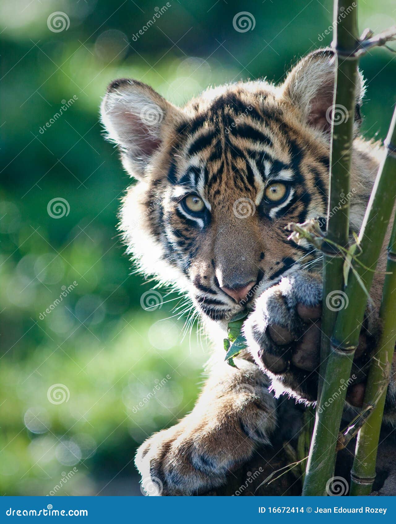 Tiger cub stock photo. Image of still, mammal, sumatran - 16672414