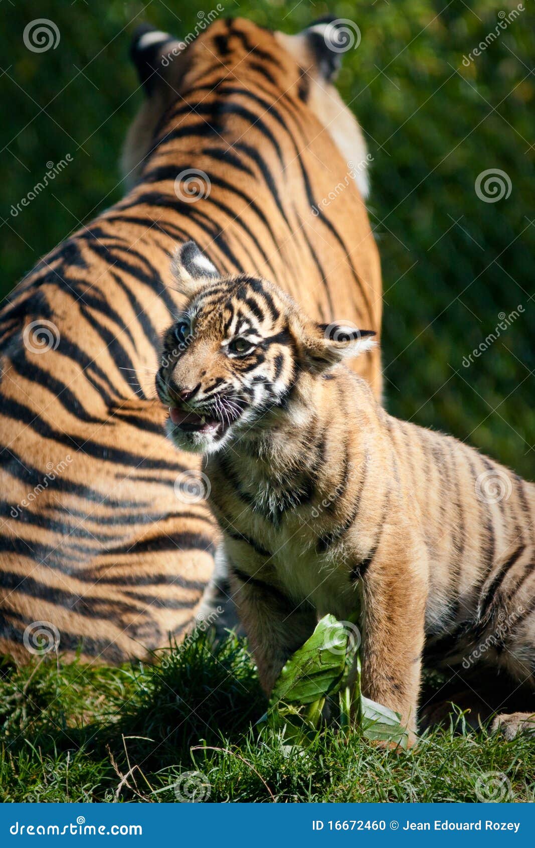Tiger cub stock photo. Image of playful, baby, hunter - 16672460
