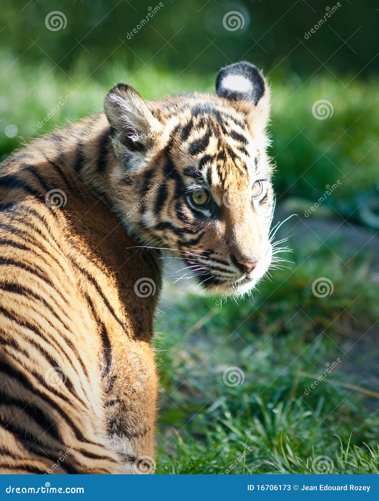 Tiger cub stock image. Image of mammal, baby, feline - 16706173