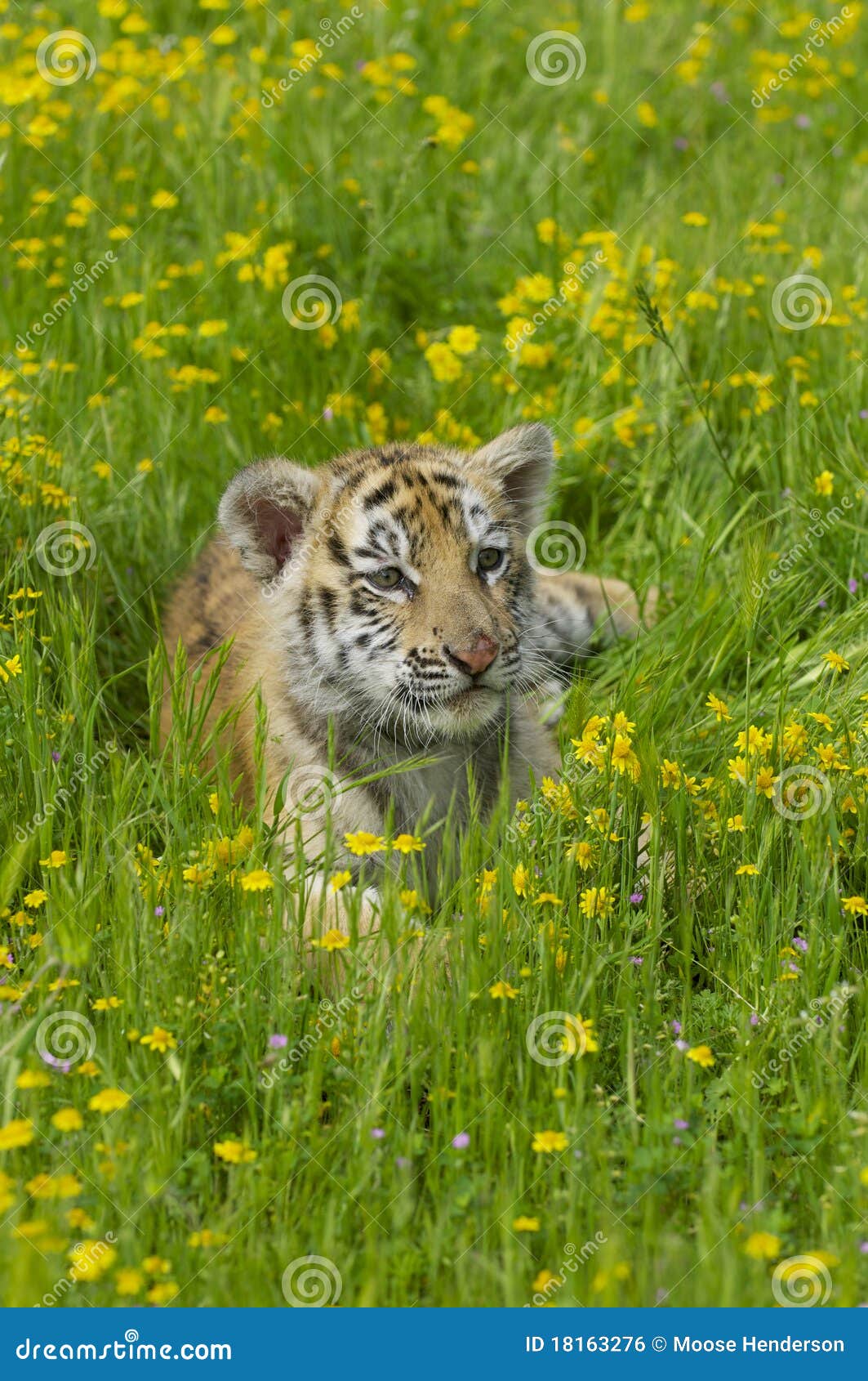 Tiger Cub stock photo. Image of animal, feline, zoology - 18163276