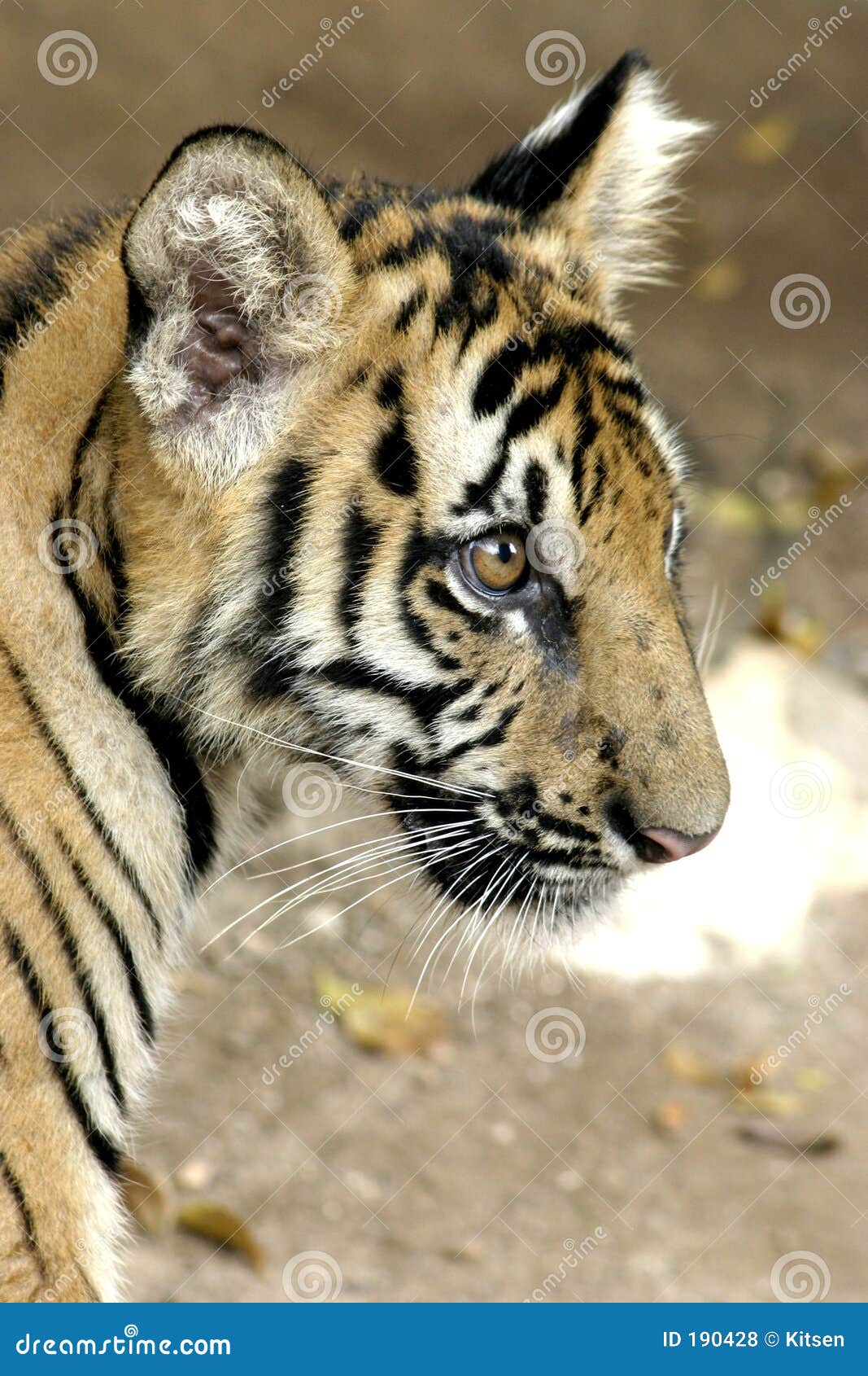 Tiger cub stock photo. Image of animal, friendly, exotic - 190428