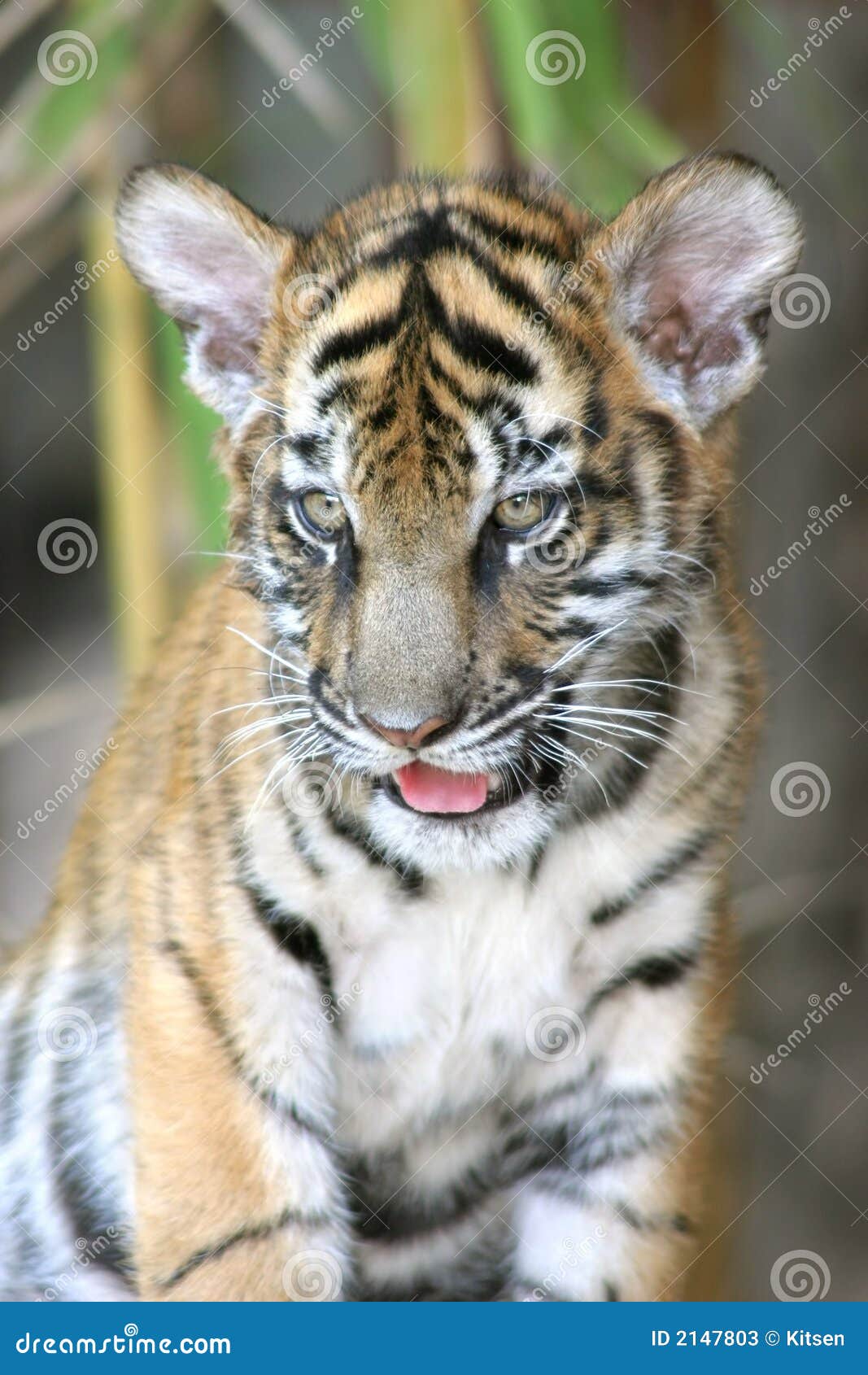 Tiger cub stock image. Image of baby, cute, orange, nose - 2147803