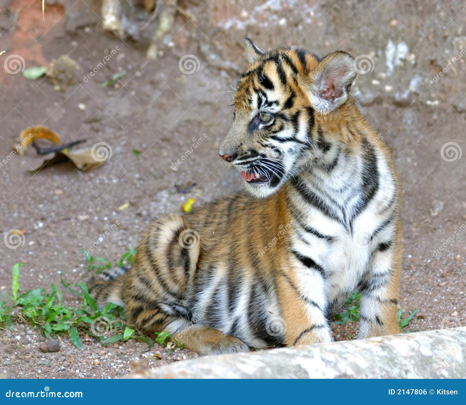 Tiger cub stock photo. Image of cuddly, orange, feline - 2147806