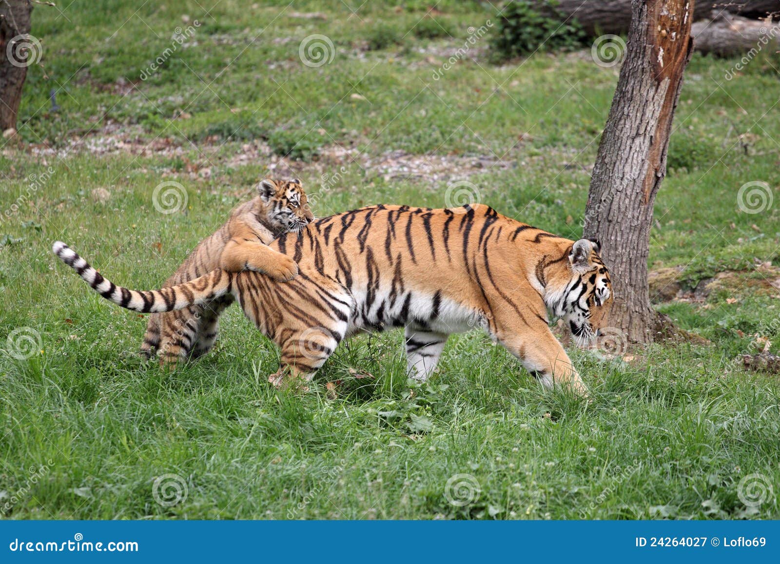 Tiger with cub stock image. Image of striped, playing - 24264027