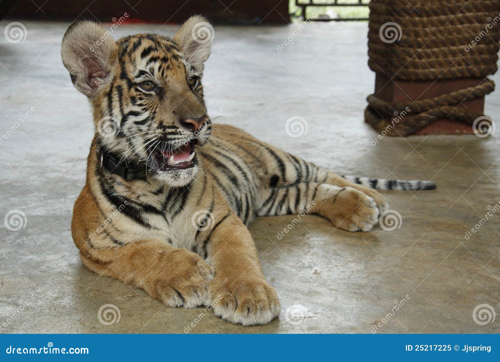 Tiger Cub stock image. Image of nice, beautiful, peaceful - 25217225