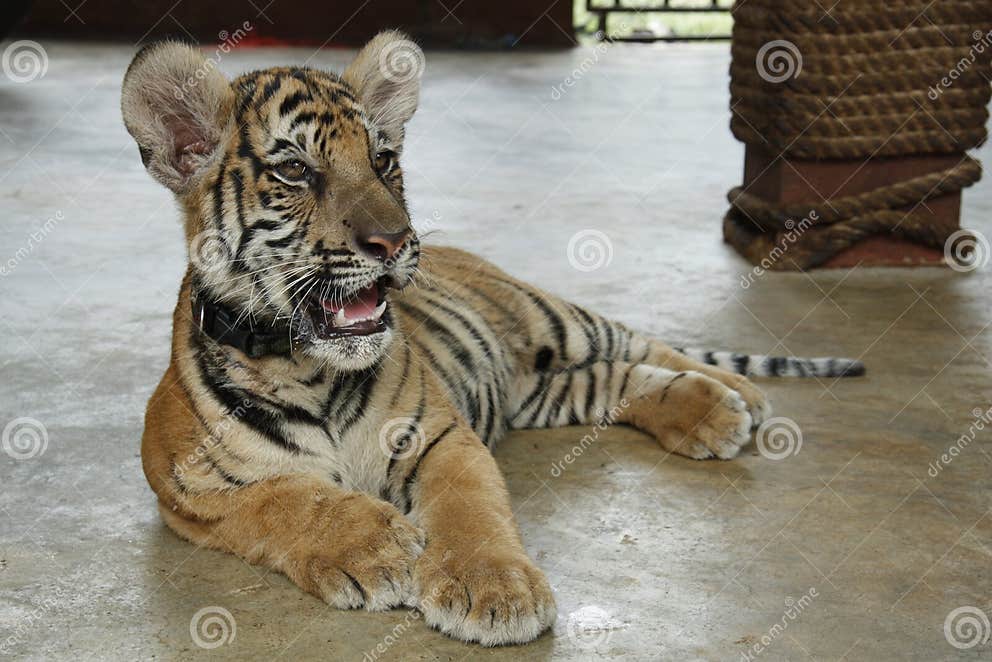 Tiger Cub stock image. Image of nice, beautiful, peaceful - 25217225