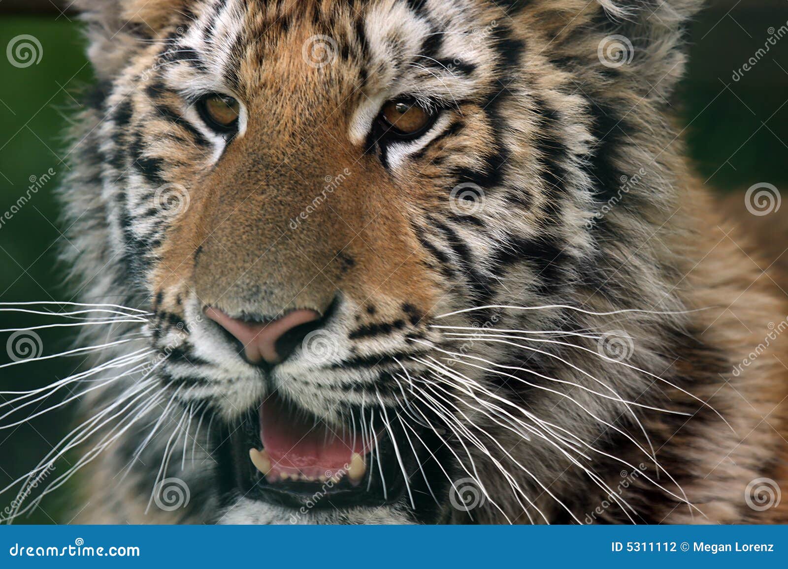 Tiger Cub stock photo. Image of animals, cats, siberian - 5311112