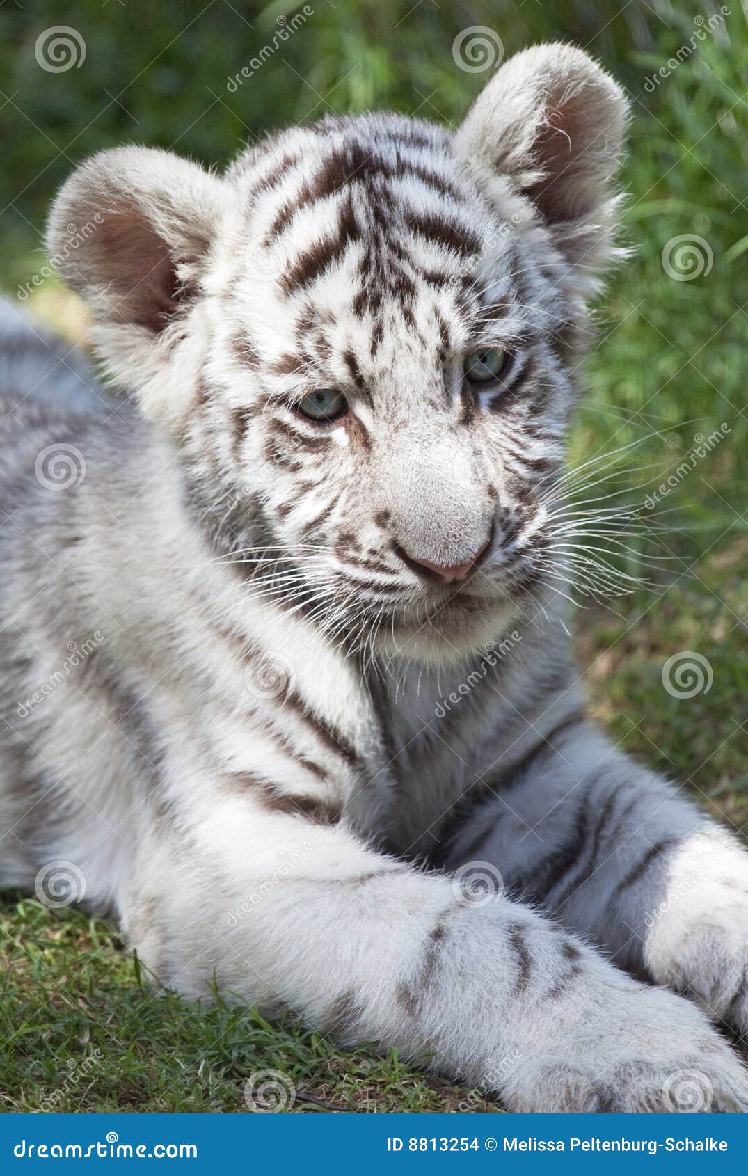 Tiger cub stock photo. Image of environment, mammals, white - 8813254