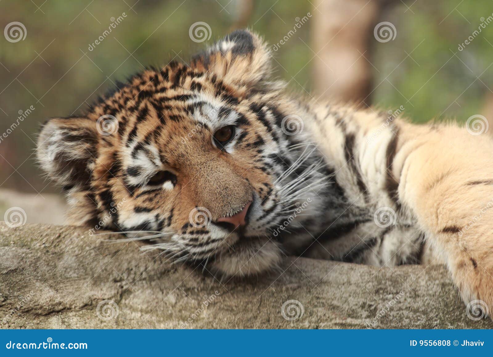 Tiger Cub stock photo. Image of sharp, baby, siberian - 9556808