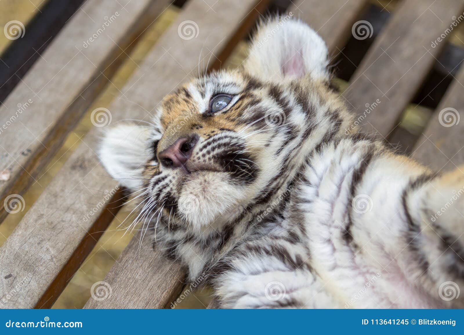Tiger cub on the bench stock image. Image of baby, bengal - 113641245
