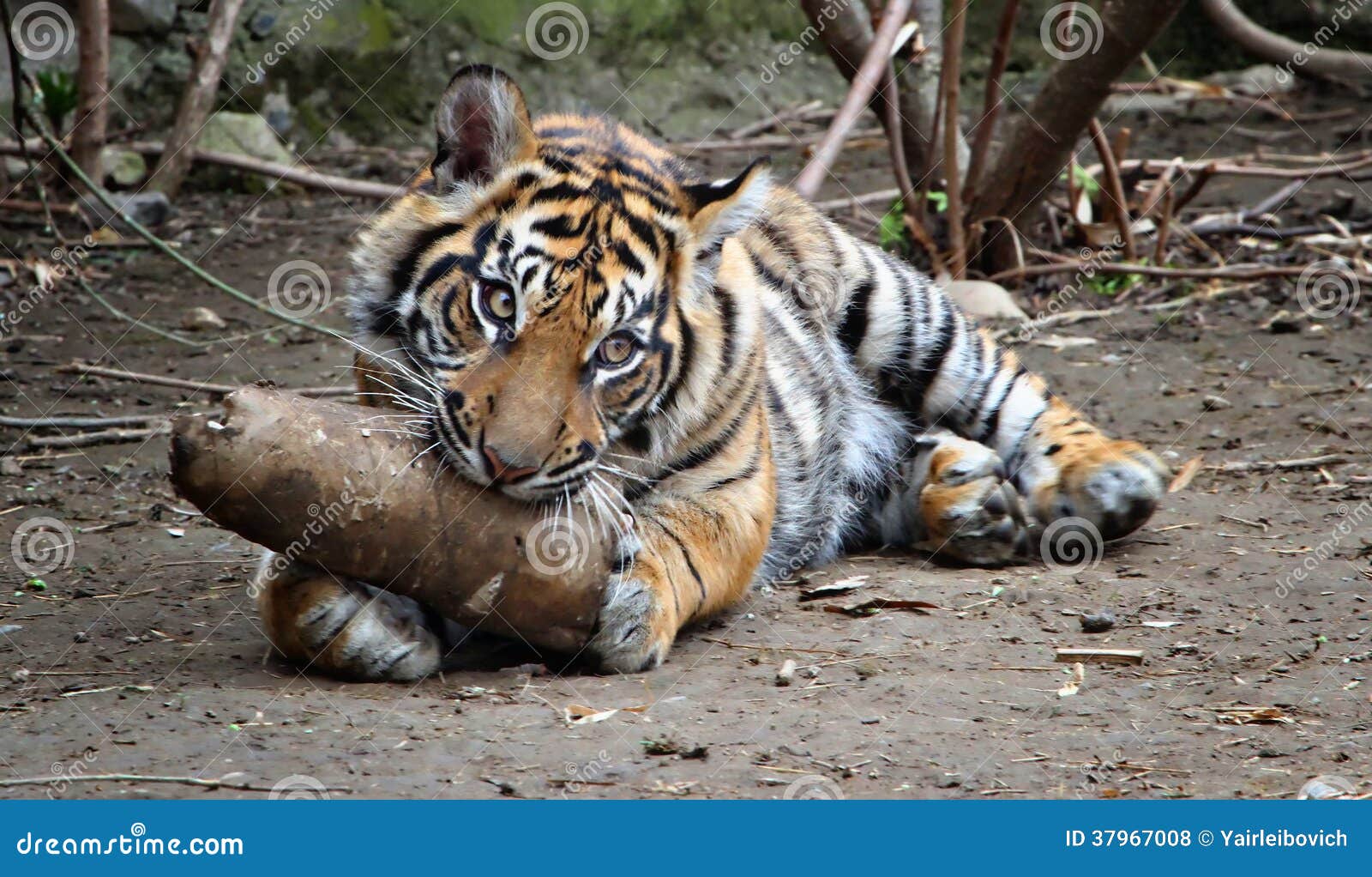 Tiger cub stock photo. Image of carnivore, young, wildlife - 37967008