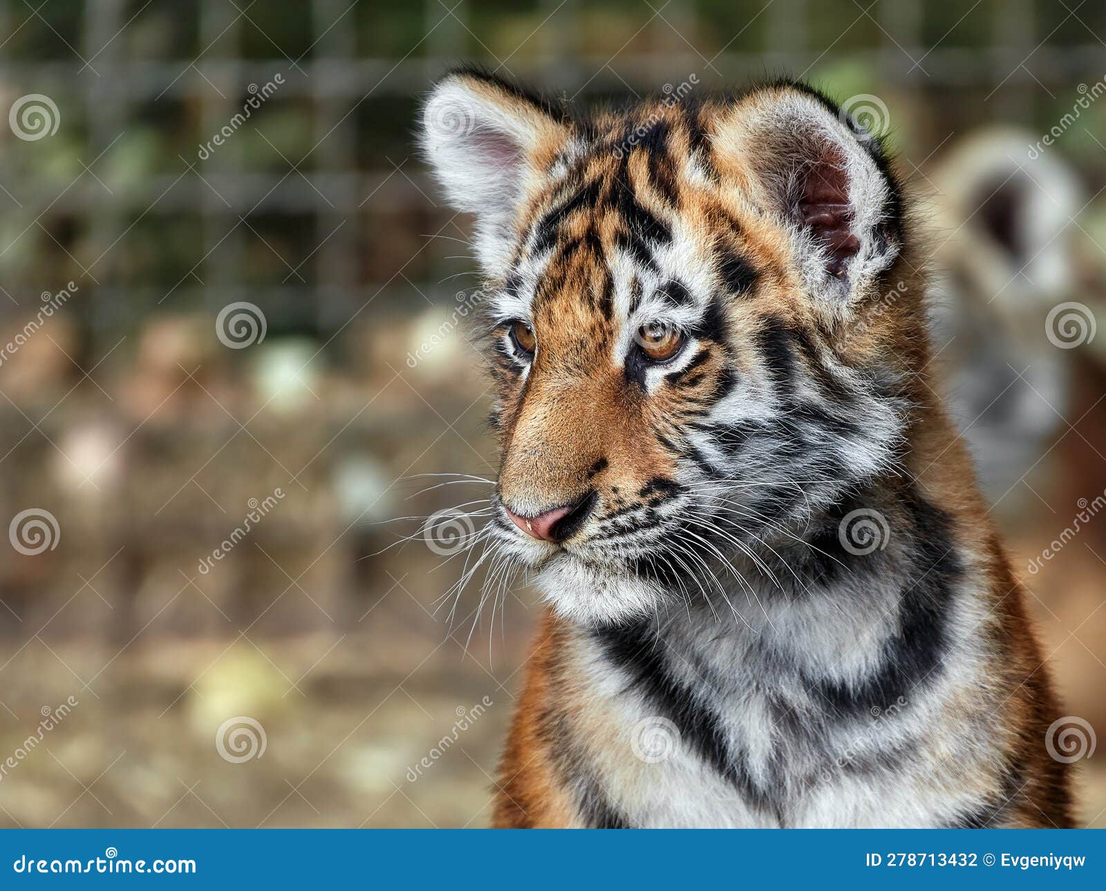Tiger cub in the grass stock photo. Image of endangered - 278713432