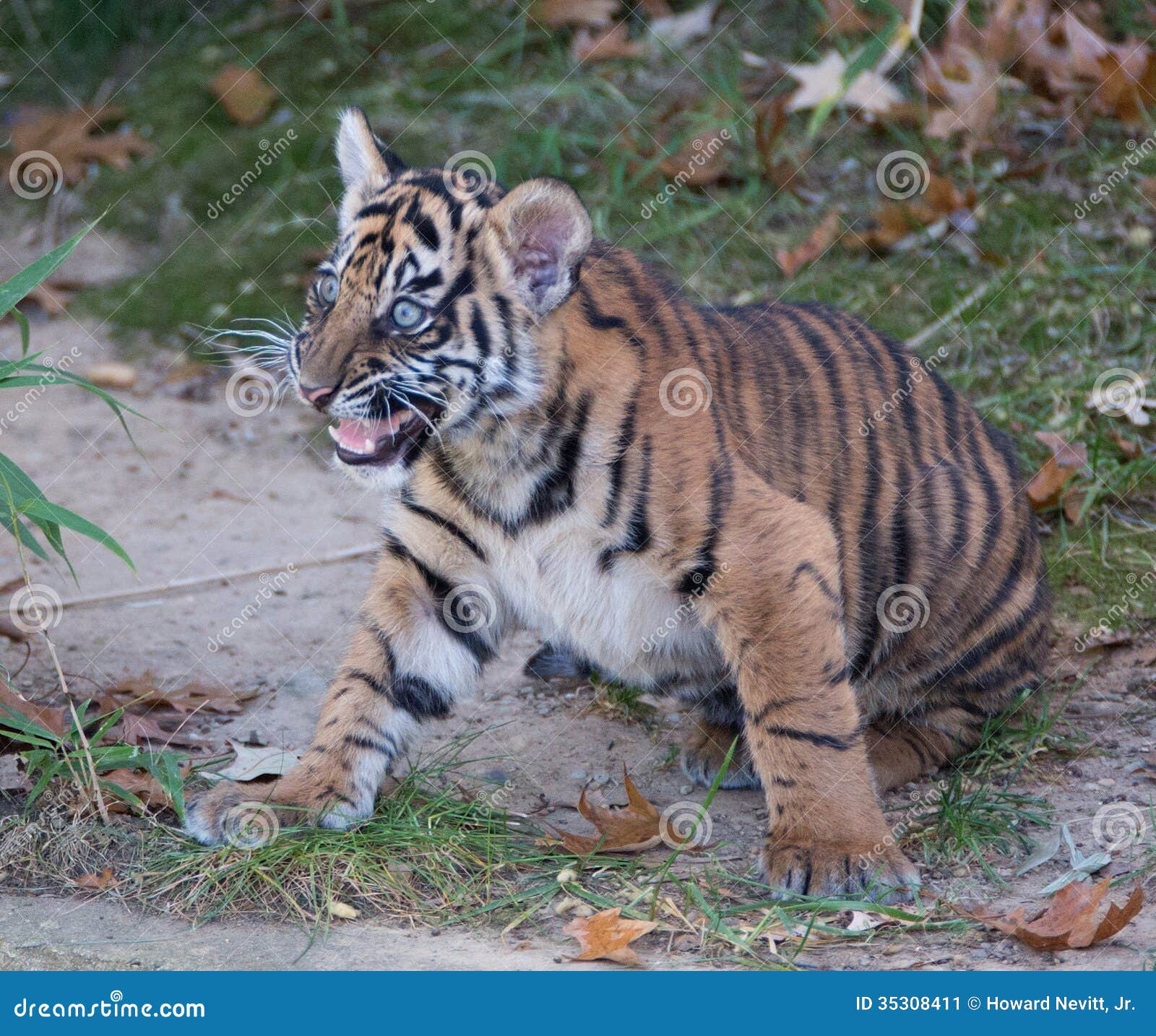 Tiger cub growling stock image. Image of jumping, playing - 35308411