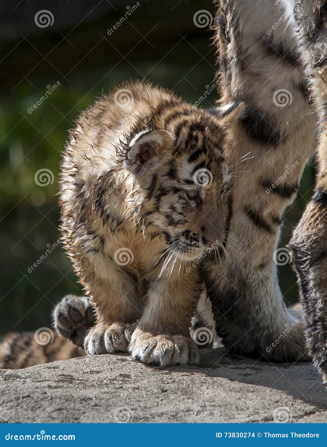 Tiger Cub stock photo. Image of baby, animal, hiding - 73830274
