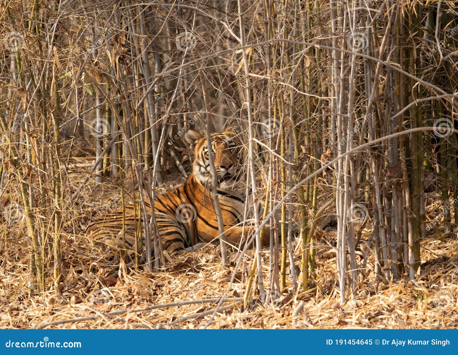 Tiger Cub Inside Bamboo Forest at Tadoba Andhari Tiger Reserve, India ...