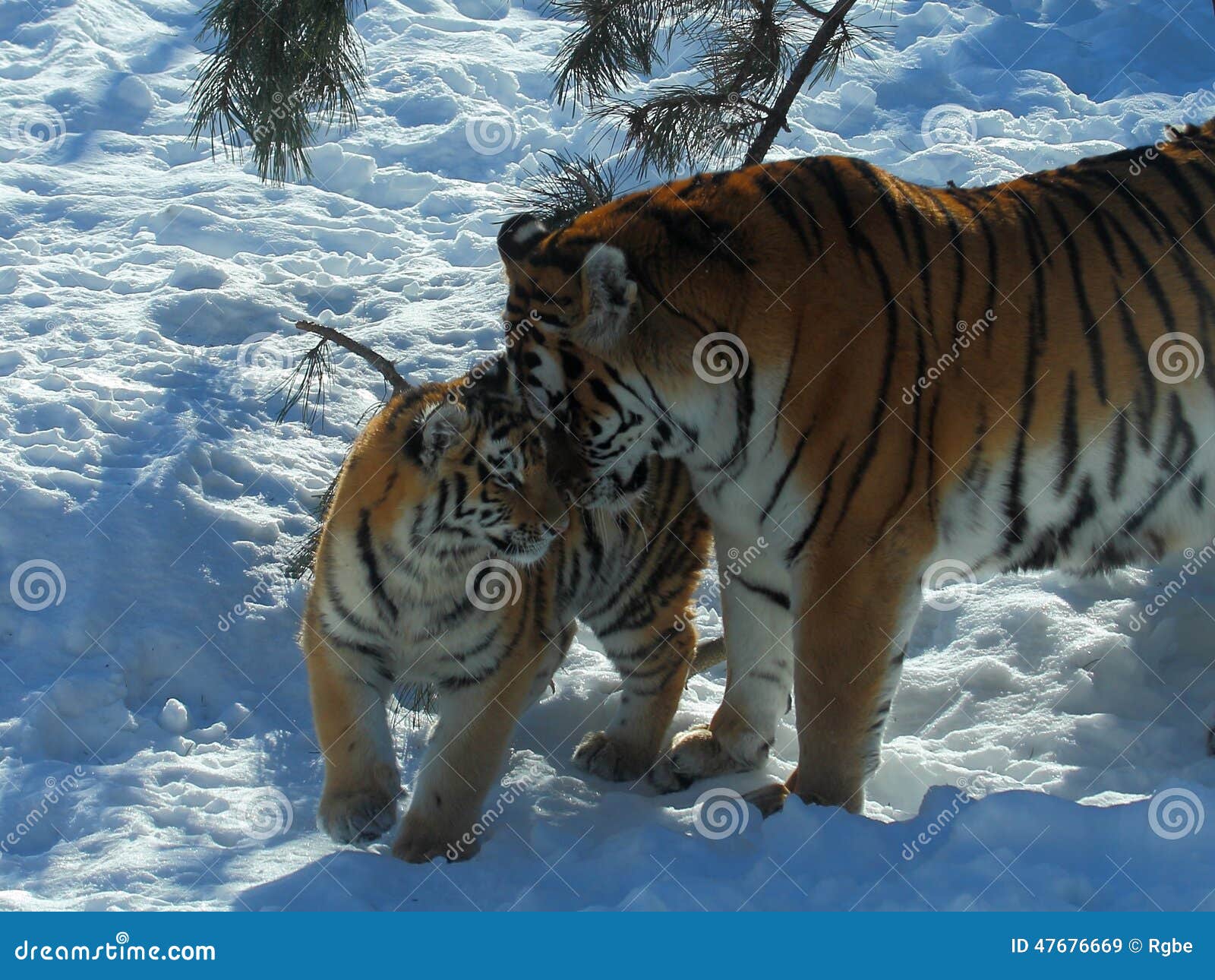 Tiger and cub stock image. Image of baby, travel, looking - 47676669