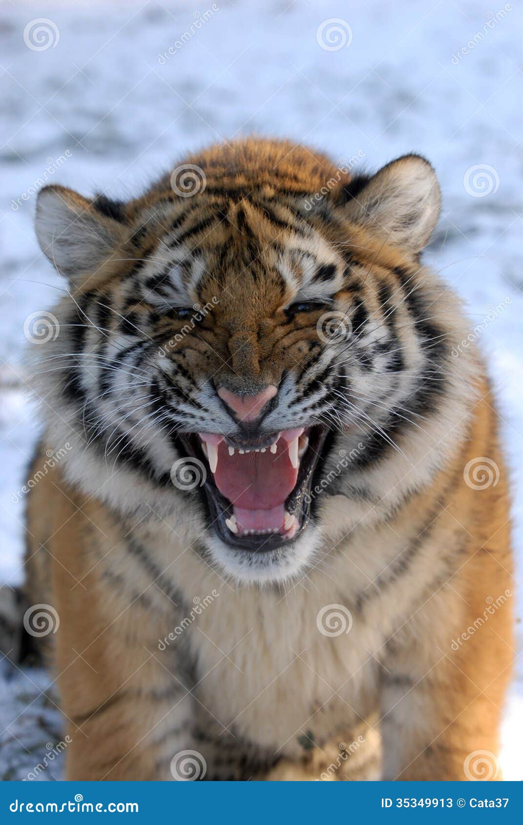 Tiger stock image. Image of horizontal, alone, orange - 35349913
