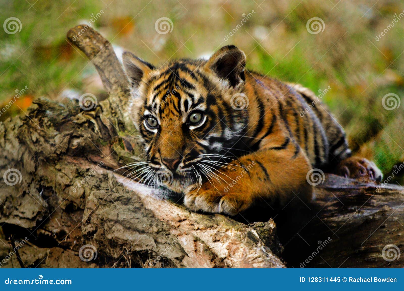 Tiger Cub from Paignton Zoo. Stock Image - Image of zoos, beautiful ...