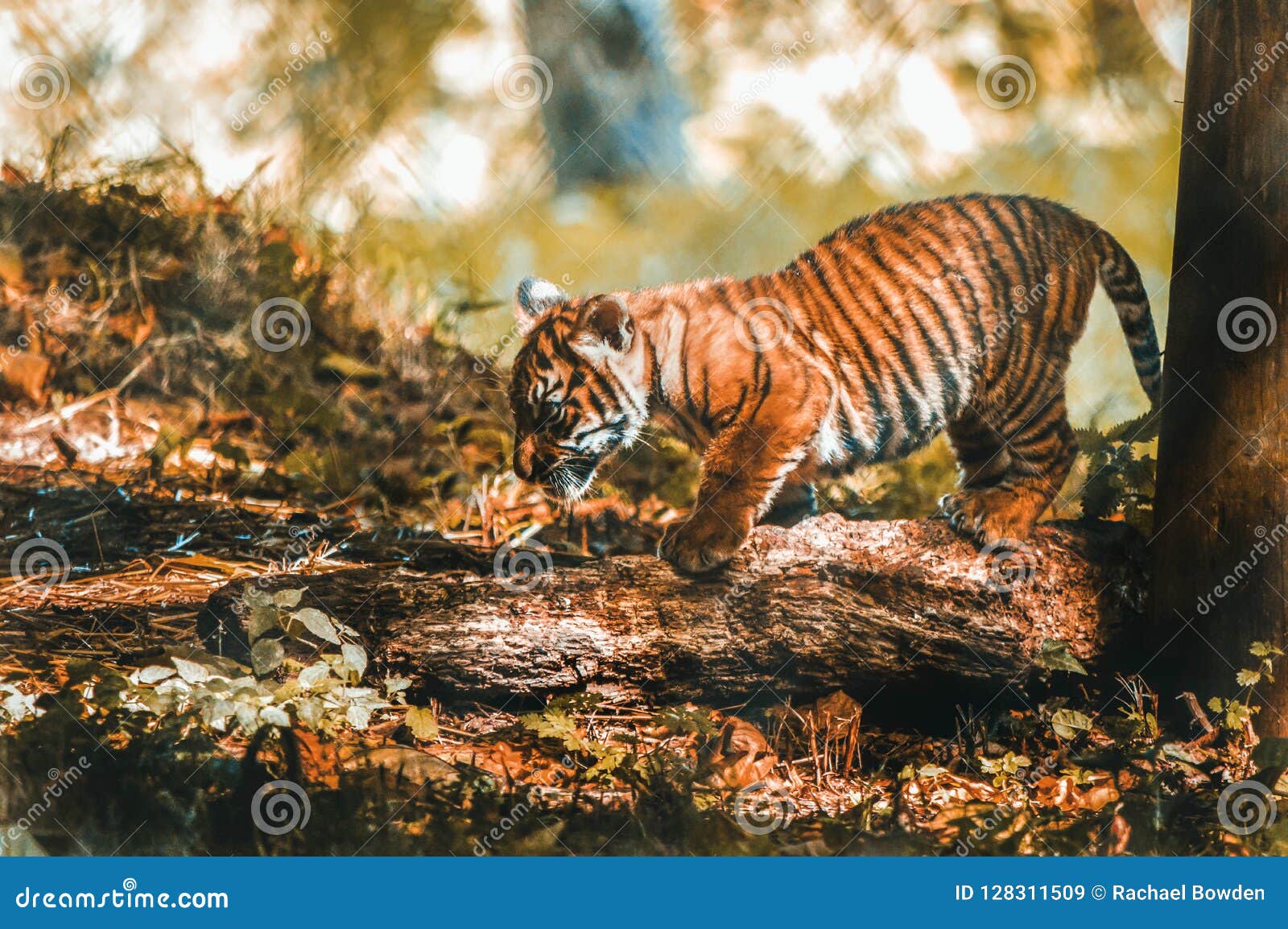 Tiger Cub from Paignton Zoo. Stock Image - Image of gorgeous, mammel ...