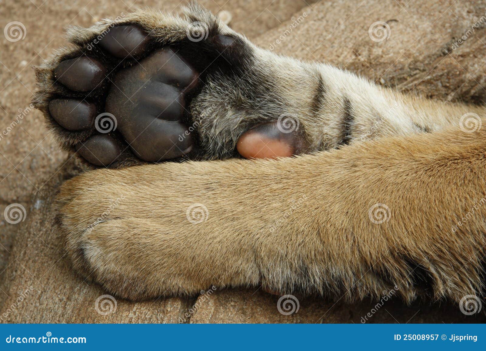 Tiger Cub paws stock image. Image of bengal, nice, closeup - 25008957