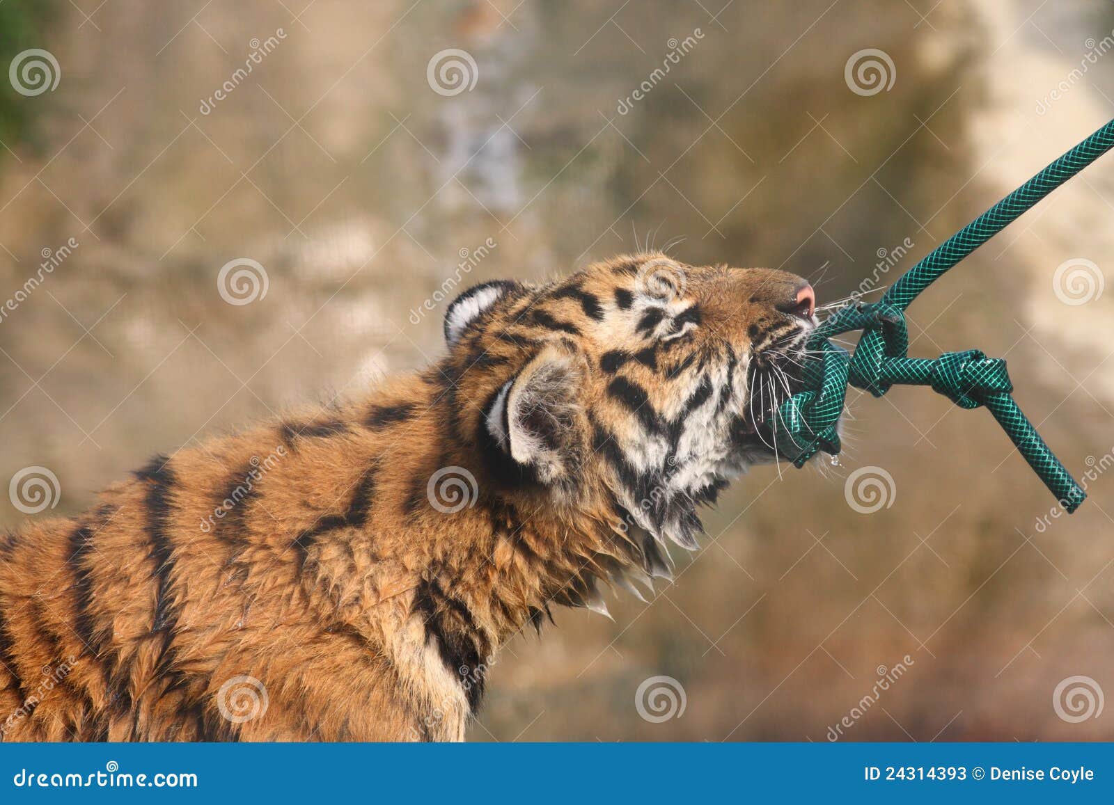 Tiger cub at play stock image. Image of claw, sumatran - 24314393