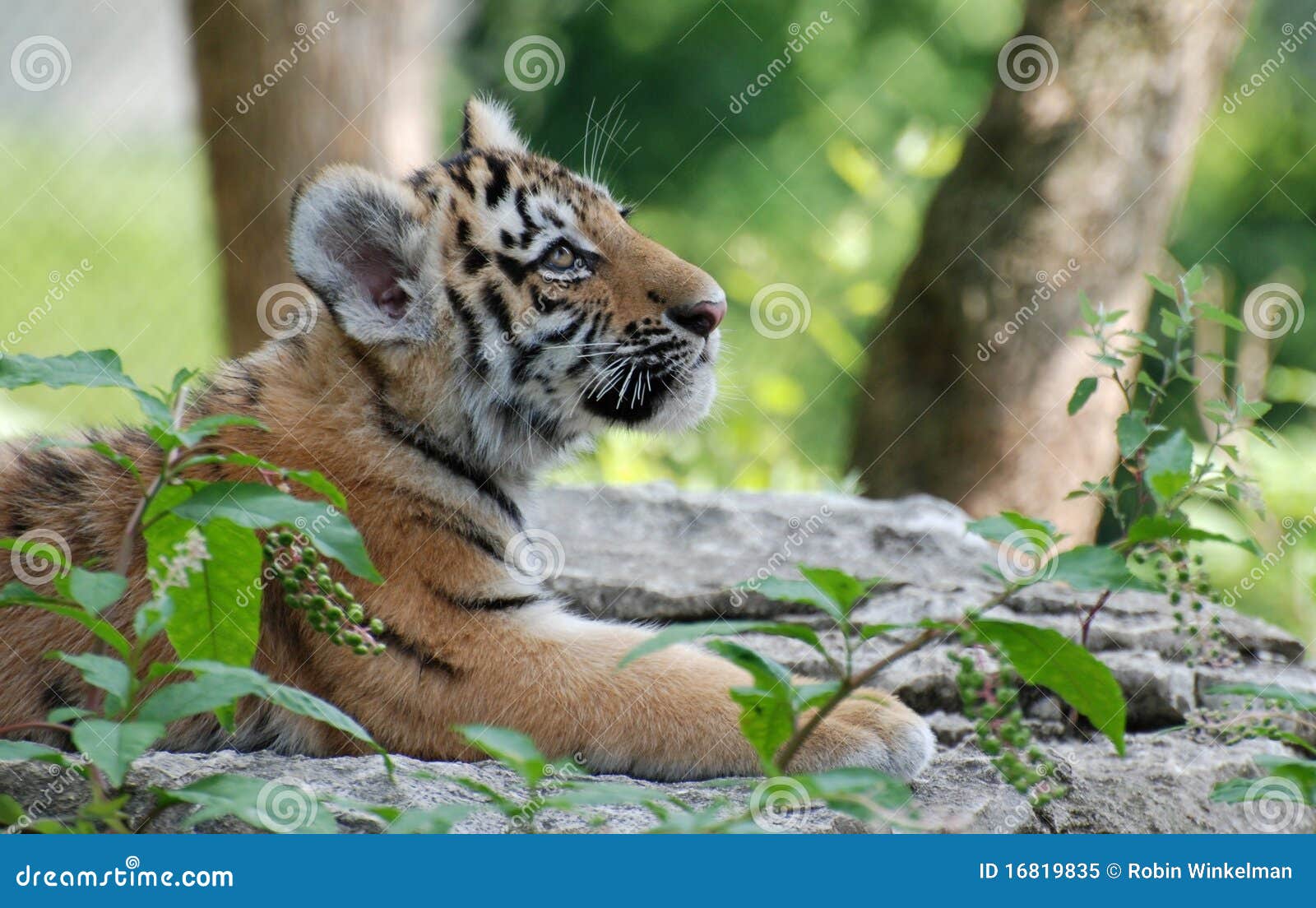 Tiger cub profile stock image. Image of berries, siberian - 16819835