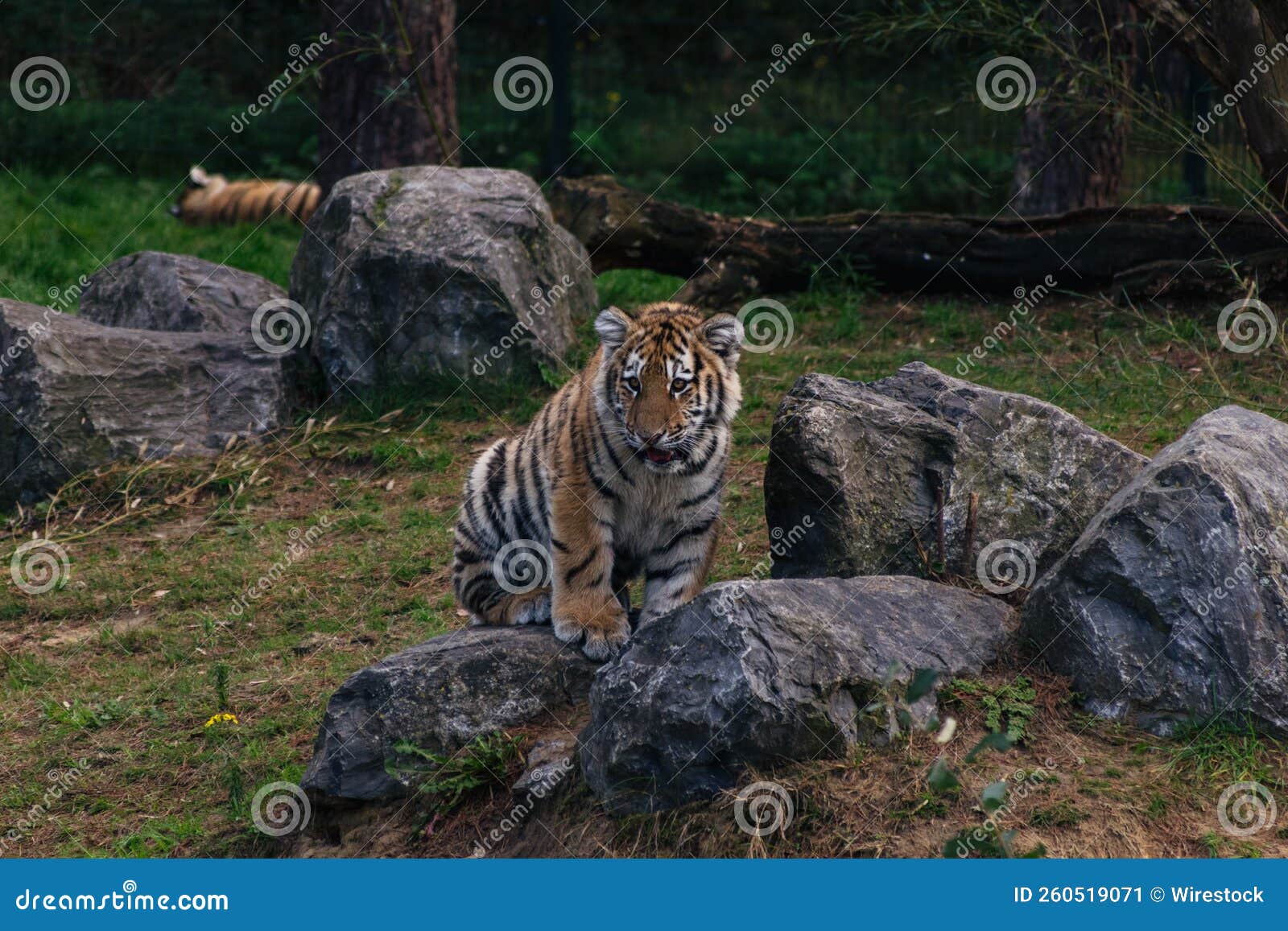 Tiger Cub on Rocks in the Wild Stock Image - Image of striped, cute ...