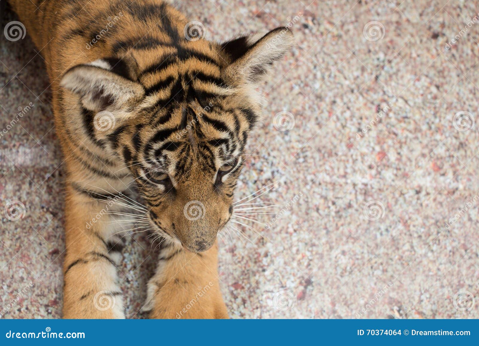Tiger cub. stock photo. Image of adorable, pleasure, animal - 70374064
