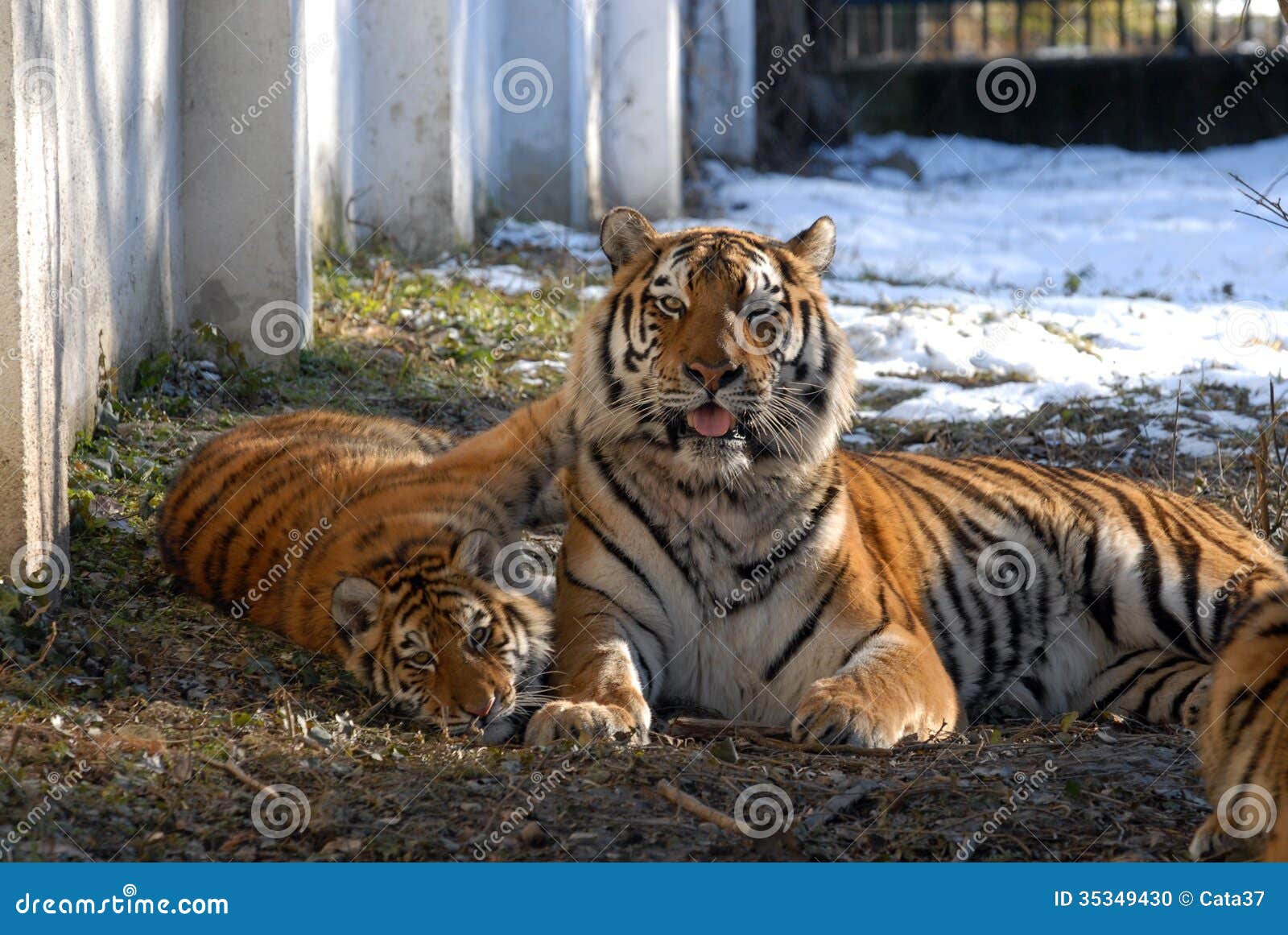 Tiger Above Green Grass Stock Photos - Free & Royalty-Free Stock Photos ...