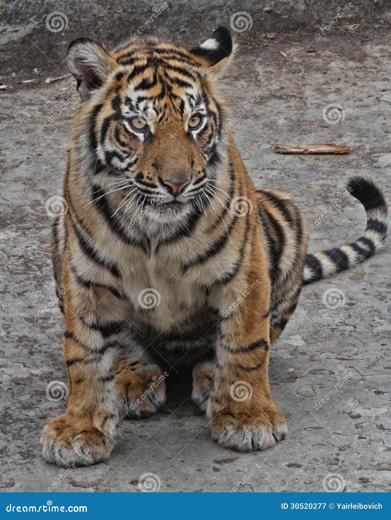 Tiger cub stock image. Image of young, tiger, predator - 30520277