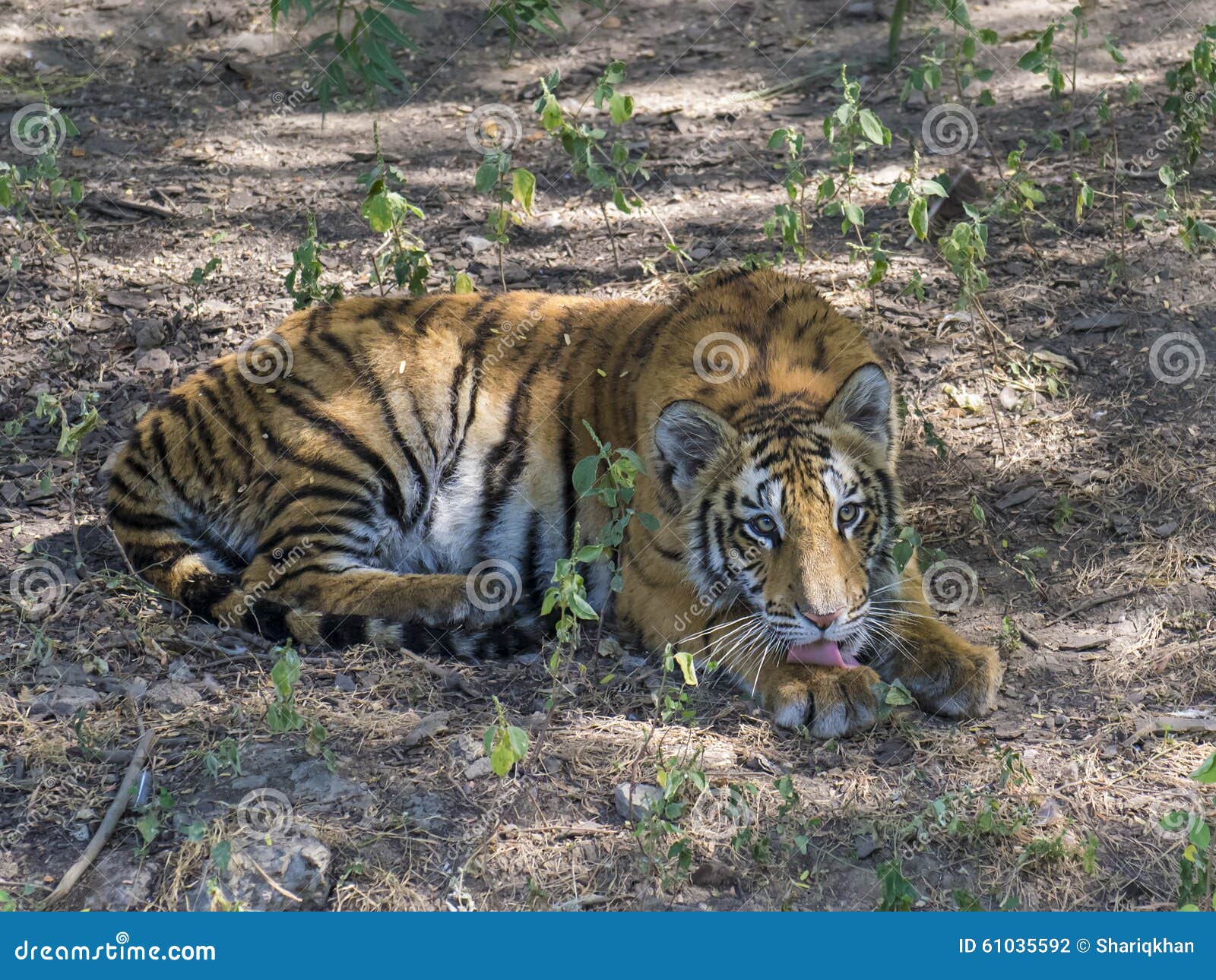 Tiger Cub stock photo. Image of tourism, maharasthra - 61035592