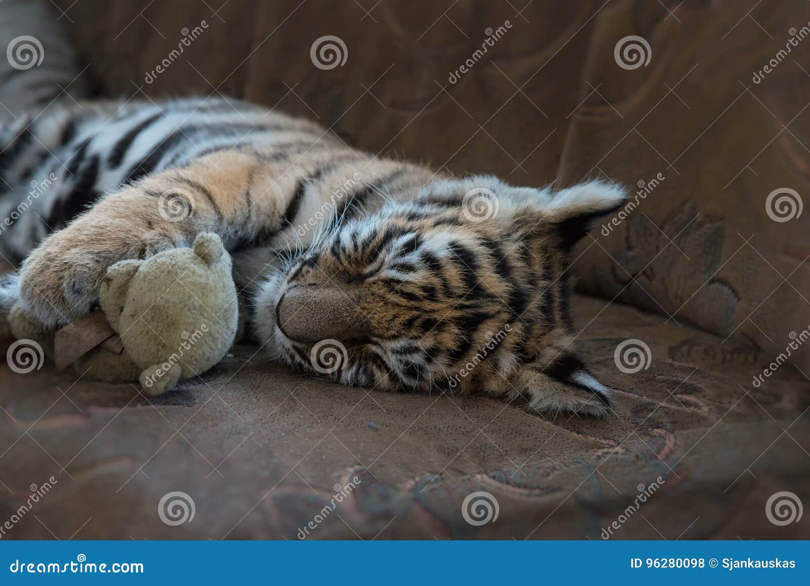 Tiger Cub Sleeping, Time for a Nap Stock Photo - Image of wildlife ...
