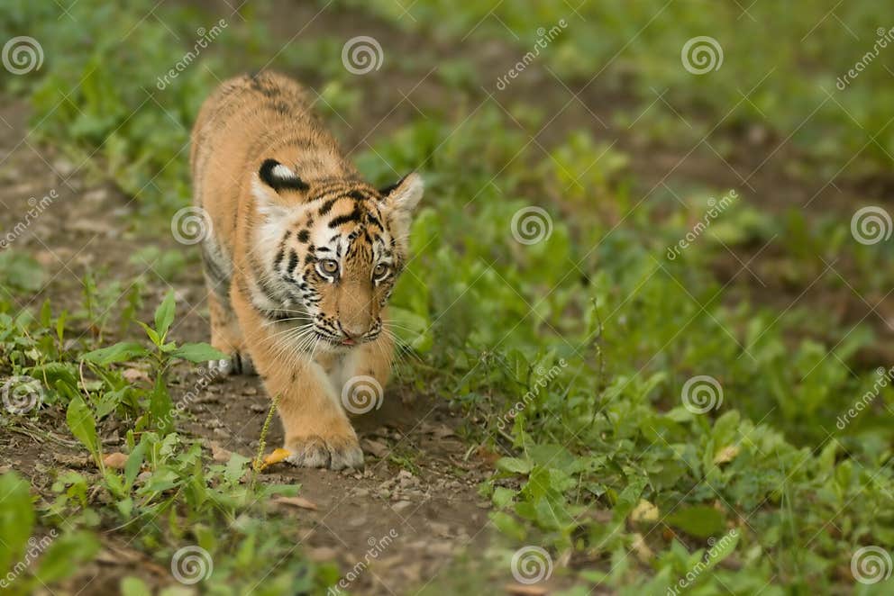 Tiger Cub walking stock photo. Image of bengal, hunter - 21985896