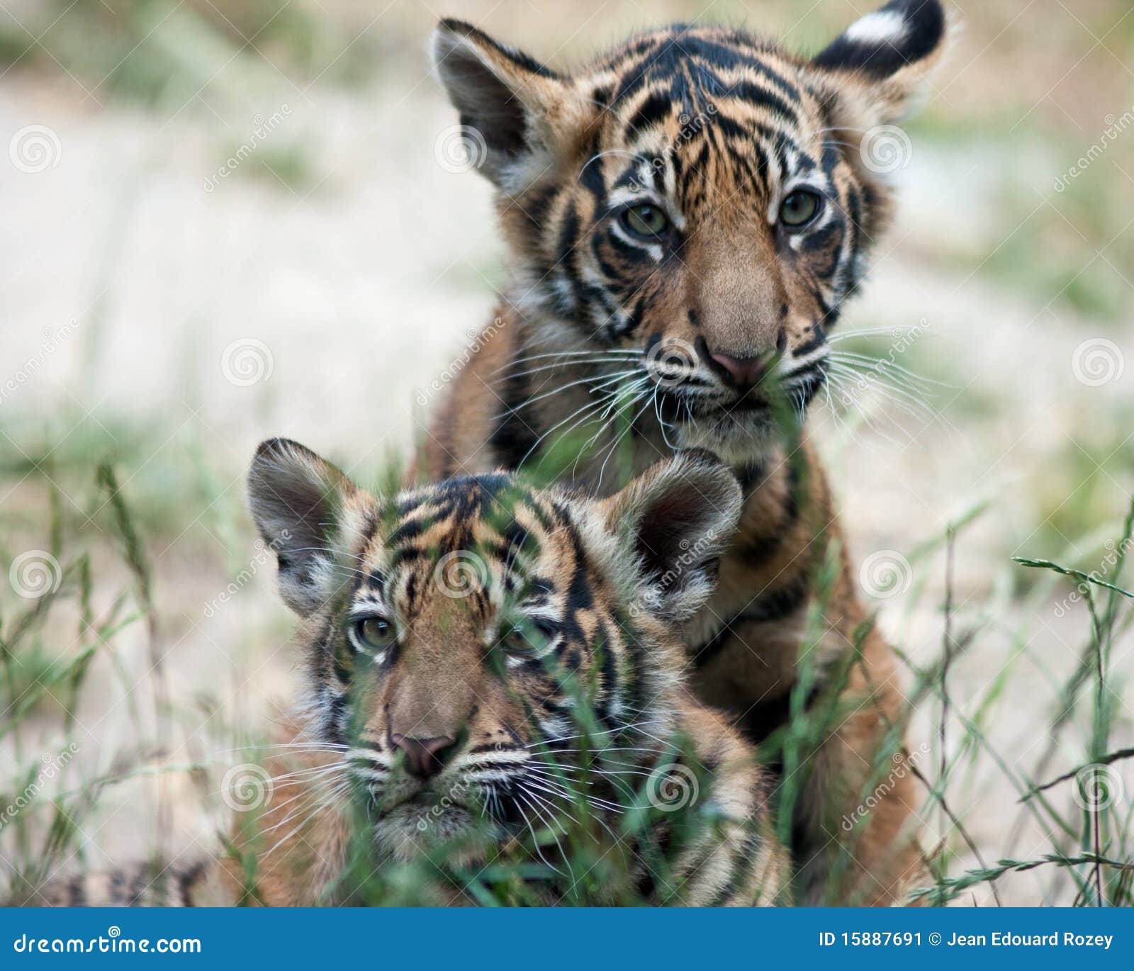Tiger Cubs stock image. Image of cute, stripe, feline - 15887691