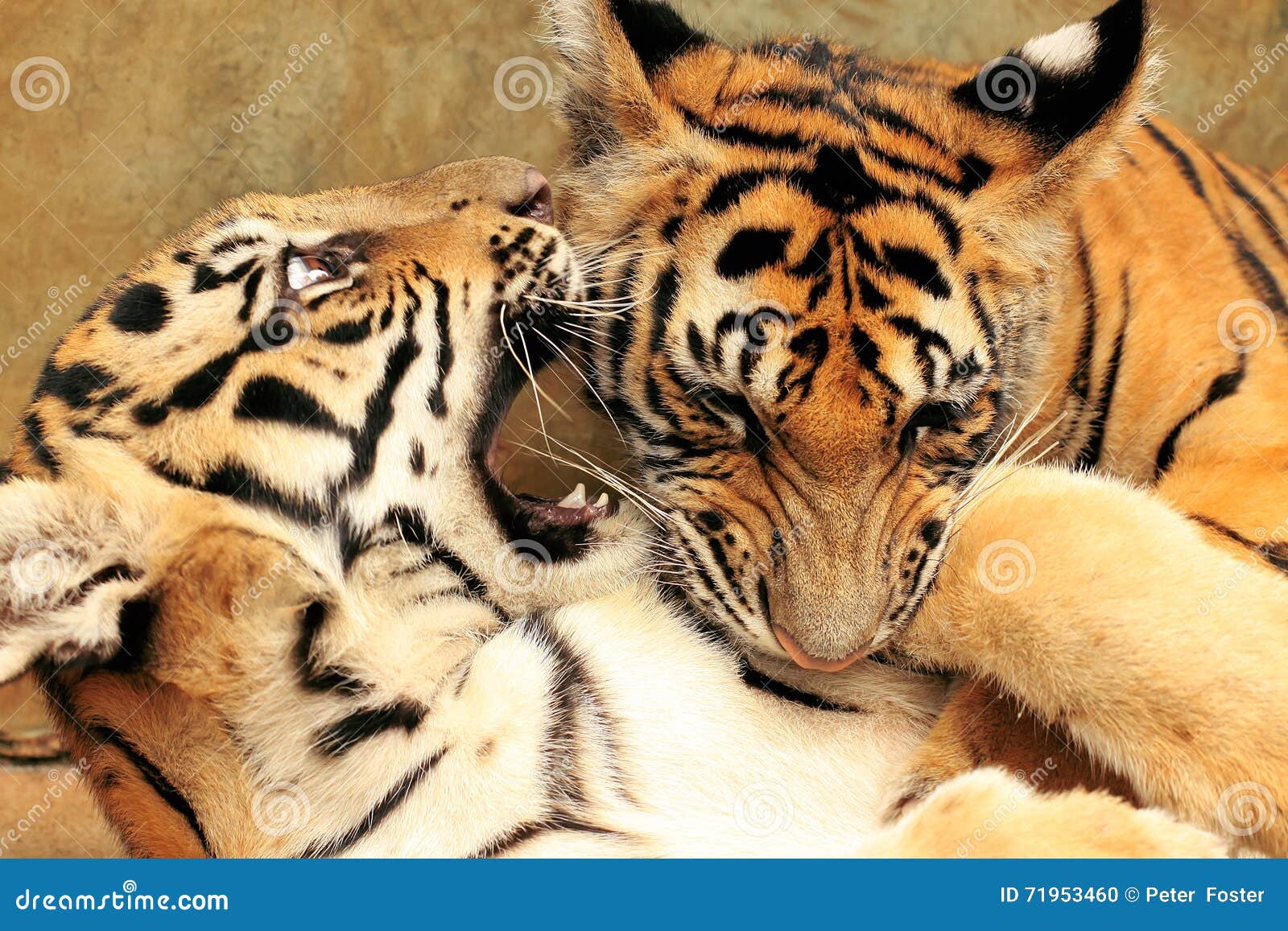 Tiger Cubs Fighting stock photo. Image of creative, marketing - 71953460