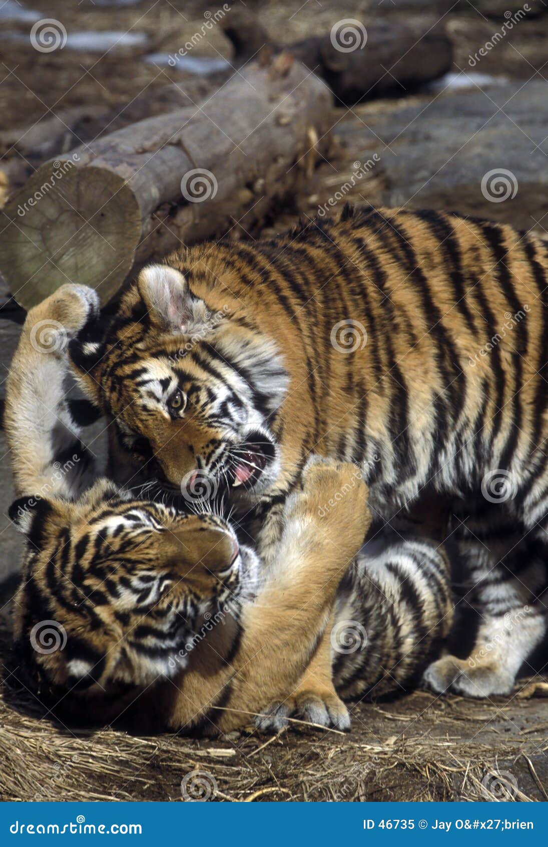 Tiger cubs playing stock image. Image of fighting, learning - 46735