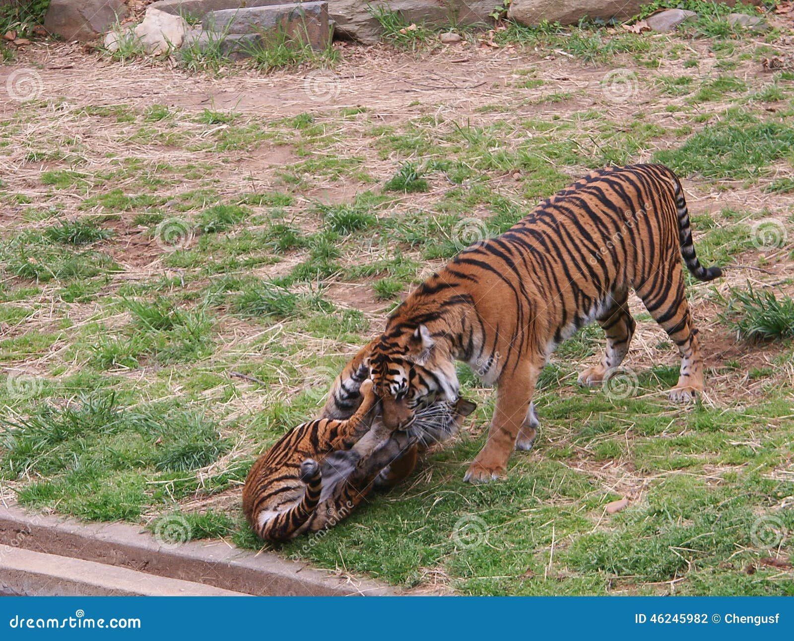 Tiger Cubs are Playing in a Zoo Stock Photo - Image of cute, indonesian ...