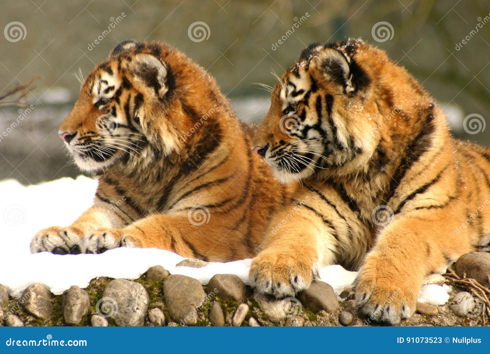 Tiger Cubs stock image. Image of sweet, brothers, tiger - 91073523